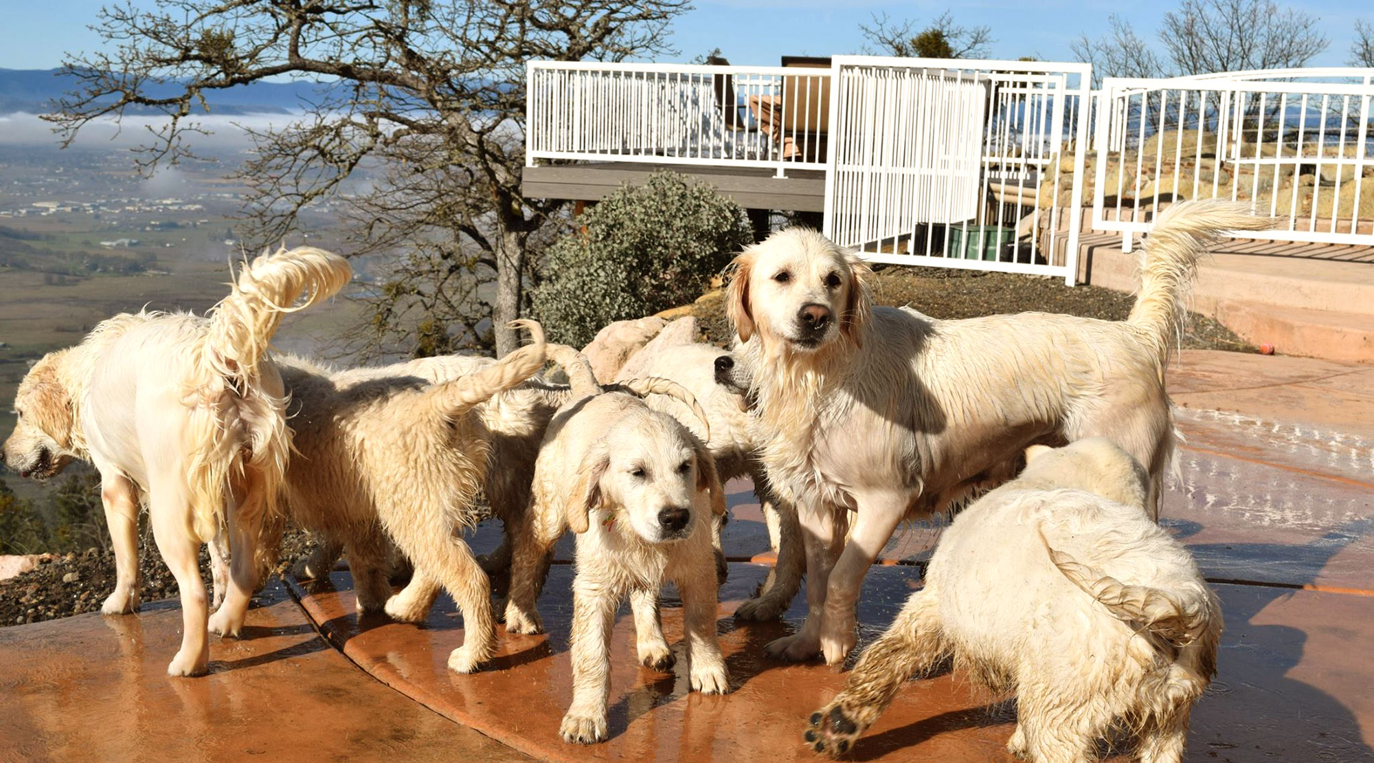 Puppy Training - Hill Haven Kennel