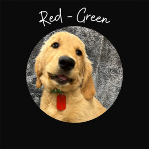 English Cream Golden Retriever Puppies