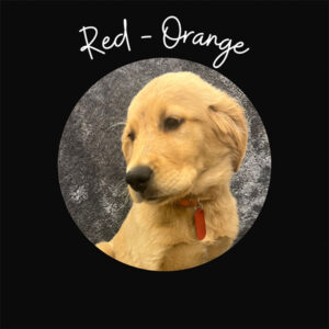 English Cream Golden Retriever Puppies