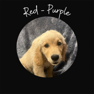 English Cream Golden Retriever Puppies