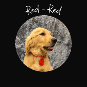 English Cream Golden Retriever Puppies