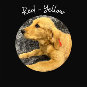 English Cream Golden Retriever Puppies